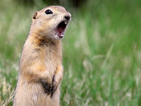 The Life And Death Of Gopher The Internet Before The Web Praxis The Life And Death Of Gopher The Internet Before The Web Praxis