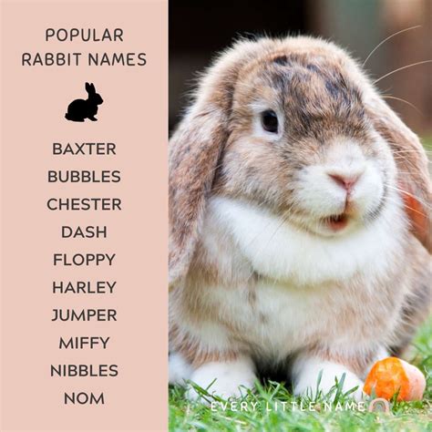Weird Names For Rabbits At Laura Linda Blog