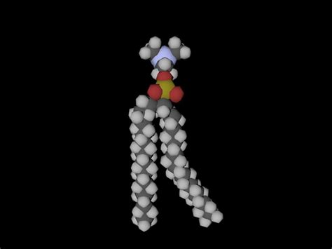Phospholipid Structure 3d