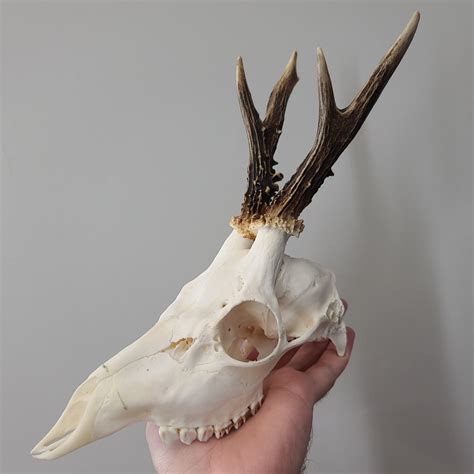 Deer Skull