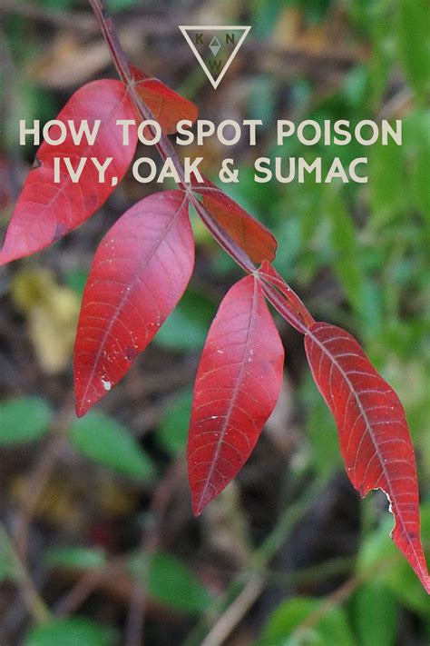 How To Id Poison Ivy Oak And Sumac Garden Talk Artofit