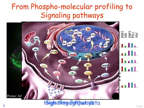 Ppt Bayesian Network Models Of Biological Signaling Pathways Powerpoint Presentation Id 3085086