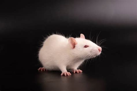 Albino Rats 18 Amazing Facts About These White Rats Pangovet
