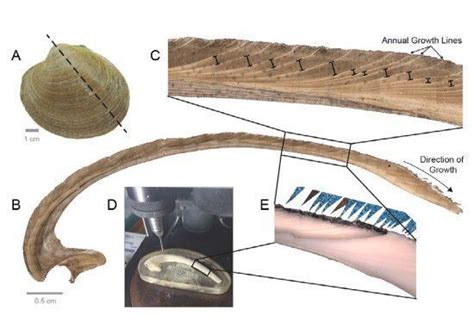 A Dashed Line Shows The Shells Maximum Growth B Cross Section Of A
