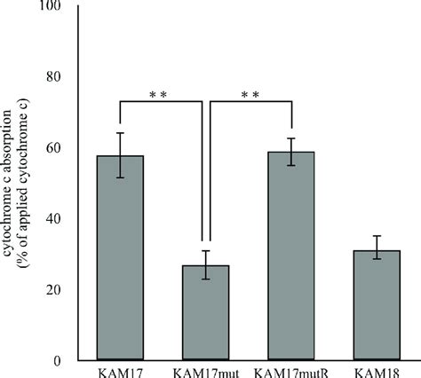 Cytochrome C Binding Assay Of Each Strain Each Strain Was Incubated Download Scientific