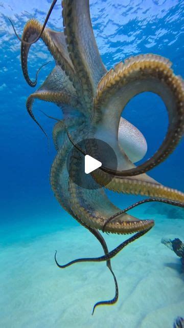 Amazing Octopus Swimming In The Ocean
