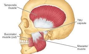 Essential Stretches For Singers And Professional Voice Users Physionorth
