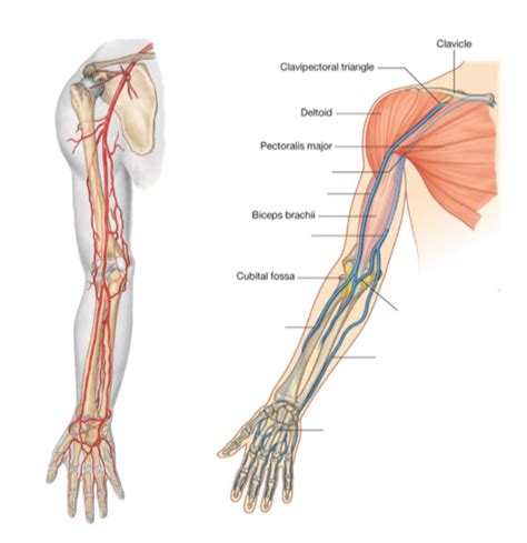 Diagram Of Mid Semester Test Vascular Supply Quizlet