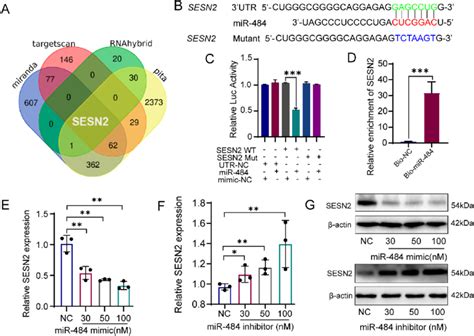 Sestrin2 Sesn2 Is A Direct Downstream Mrna Target Of Mir 484 In Gcs Download Scientific