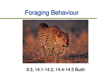 Ppt Foraging Behaviour Powerpoint Presentation Free Download Id
