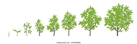 Tree Growth Stages Image Royalty Free Stock Vector Images