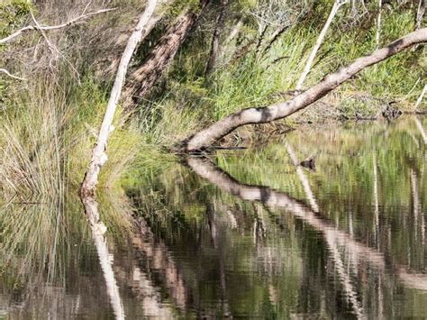 Premium Photo Reflection Of Tree On Water In Lake
