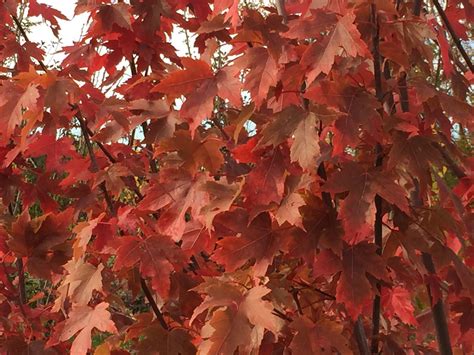 Autumn Blaze Maple Kiwi Nurseries
