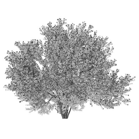 Leucophyllum Frutescens 3d Model Turbosquid 2419741