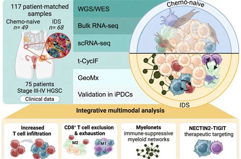 How Chemotherapy Primes Ovarian Cancer For Immune Based Therapies