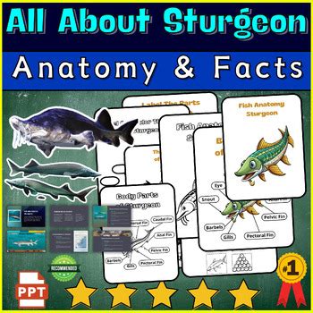 Adult Education Anatomy Printable Microsofts Under 5 Tpt