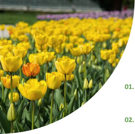 Урок Рослина живий організм