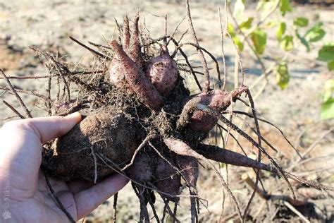 Flickriver Mikhail Ursuss Photos Tagged With Dahlia