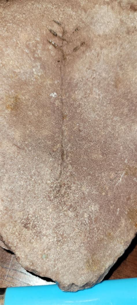 please help identify r fossils