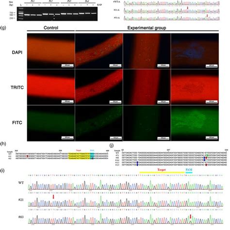Pdf Crisprlbcas12a Mediated Targeted Mutation Of Gracilariopsis Lemaneiformis Rhodophyta
