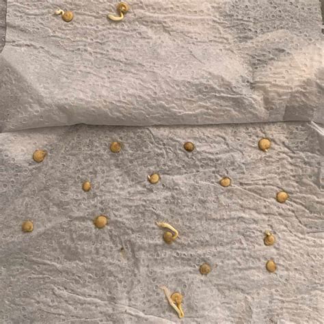 Ultimate Guide To Germinating Seeds In Paper Towel Plants Craze
