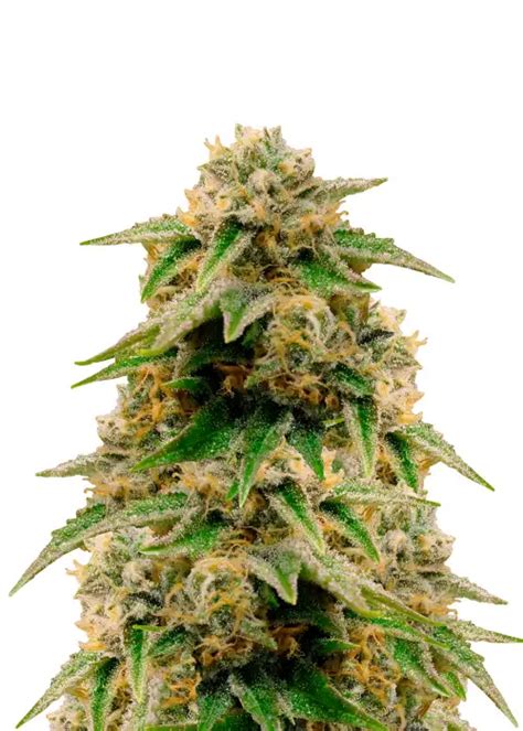 Gorilla Glue Auto Seeds By Dutch Genetics Growdiaries