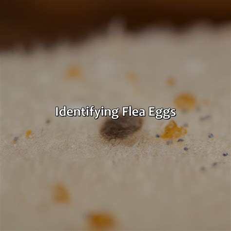 What Color Are Flea Eggs Colorscombo Com