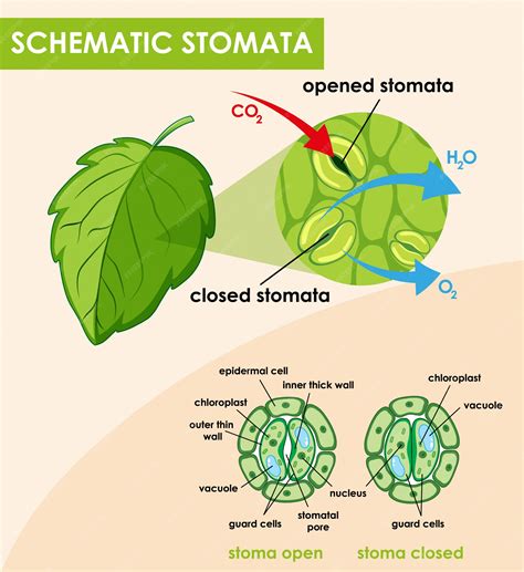 Free Vector Diagram Showing Schematic Stomata