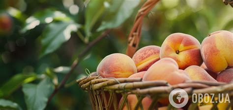 Коли обрізають персик у 2024 році як збільшити урожай Oboz Ua