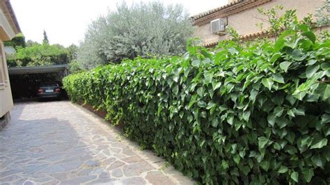 Toda La Información Sobre El árbol Lilo Leroy Merlin