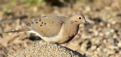 Mourning Dove Spiritual Meaning Symbolism And Totem Explained