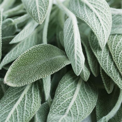 Semillas De Salvia De Sage Garden Pepper Joes