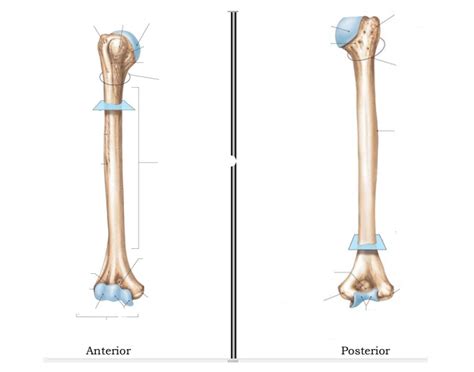 Features Of Humerus Quiz Features Of Humerus Quiz