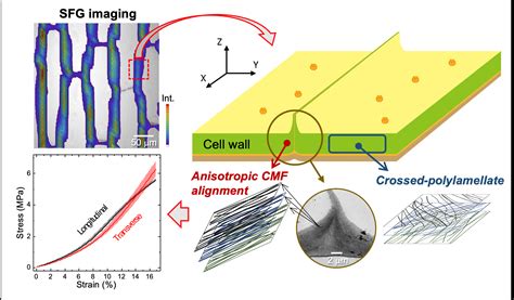 Plant Cell Wall Cellulose