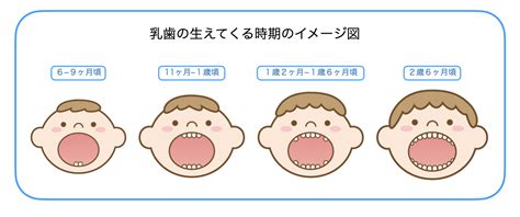イラストで見る！知っておきたい乳歯の生える時期と生える順番！