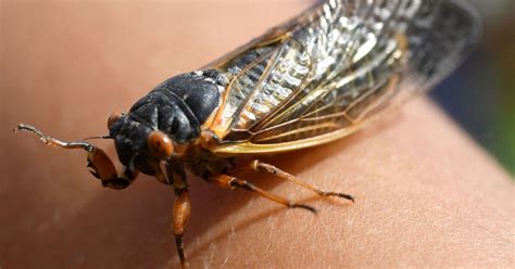 Sex Mad Bugs Infected With Zombie Std To Invade Homes Us News