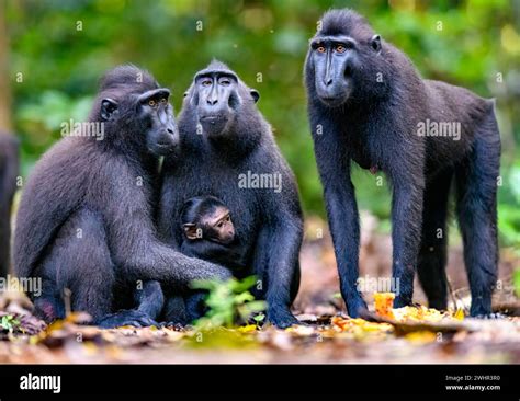 Crested Black Macaques Macaca Nigra In Tangkoko Nature Reserve Northern Sulawesi Indonesia