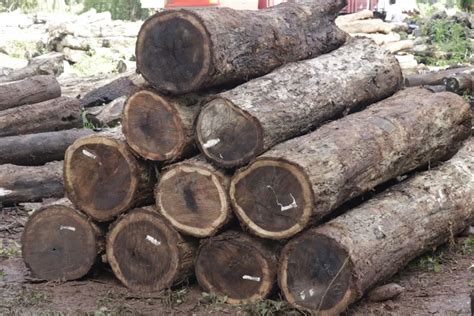 7 Jenis Kayu Lokal Indonesia Yang Sering Digunakan Untuk Furniture Cat Kayu