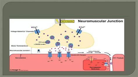 Neuromuscular Blocking Agents Ppt