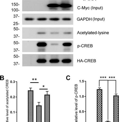 Sirt1 Deacetylates Creb And Inhibits Phosphorylation Of Creb At Ser133