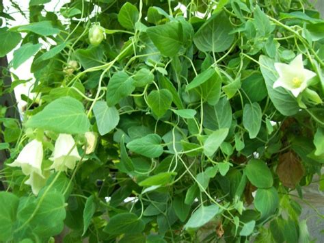 Codonopsis Pilosula Dang Shen Eastern