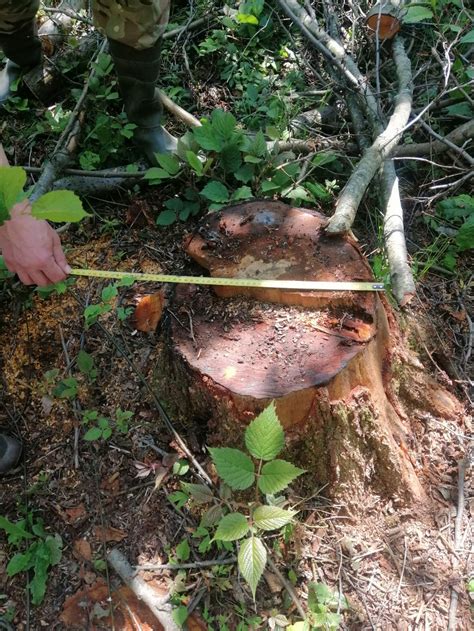 На Стрийщині вирубали дерева на понад три мільйони гривень порушників шукає поліція — Lviv Media