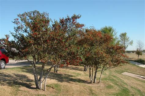 Wholesale Yaupon Holly Cflandt Nursery Florida