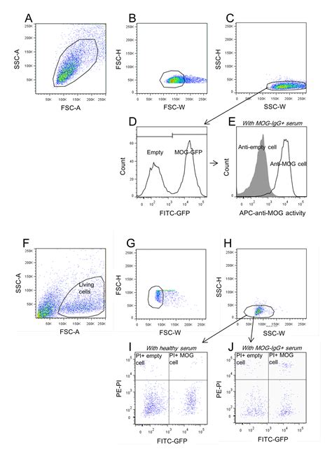 Complement Dependent Cytotoxicity Of Human Autoantibodies Against