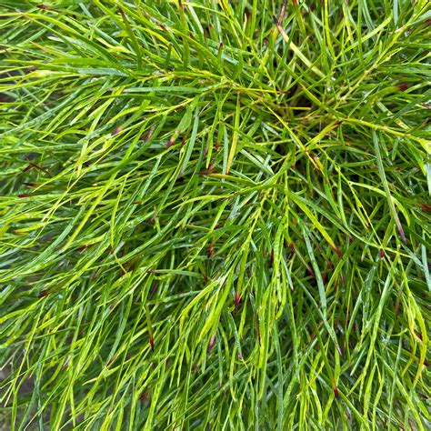 Acacia Cognata Limelight Fletcher And Co Nursery