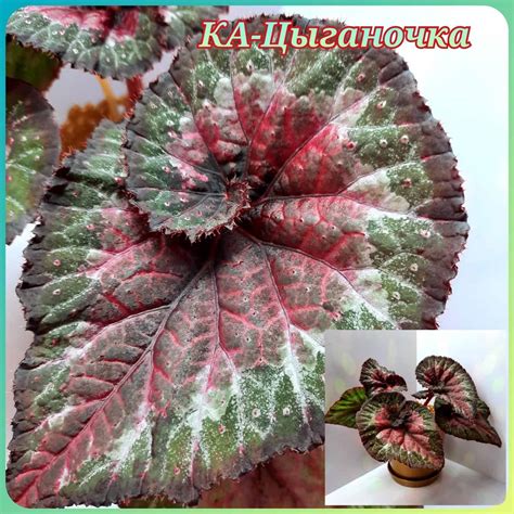 КА-Цыганочка > фото и описание сорта > купить >Фиалки online