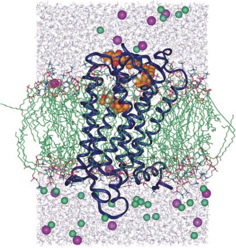 Representative Structure From The Molecular Dynamics Simulation Side