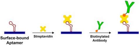 What Is Biotinylation Axispharm
