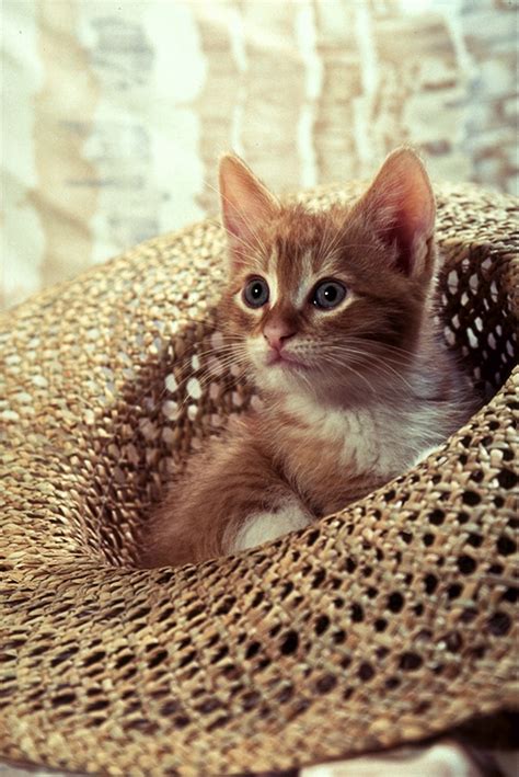 Github Gyanesh Gunjanaffine Cipher On Image Affine Cipher