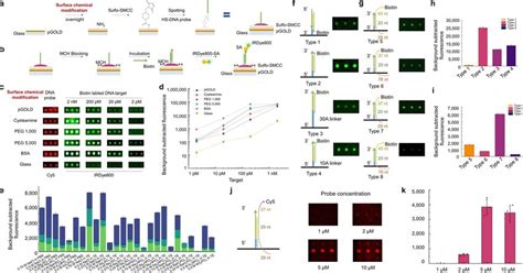 Constructing A Dna Microarray On A Modified Pgold Substrate A Download Scientific Diagram